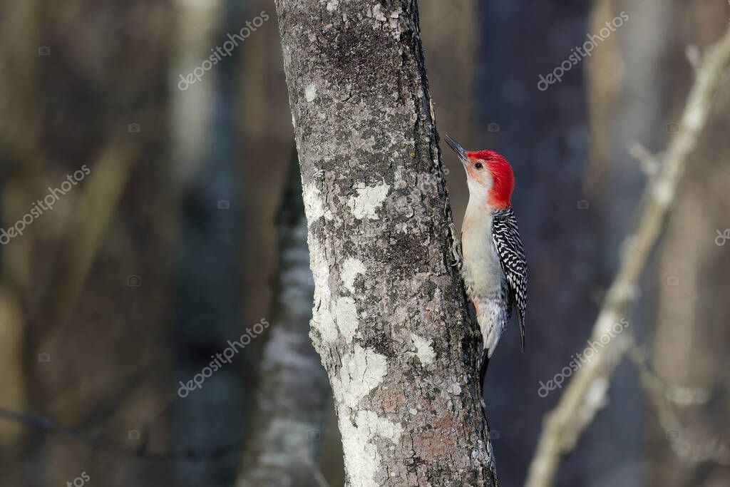 Pájaro carpintero rojo. Estas aves buscan principalmente artrópodos en ...