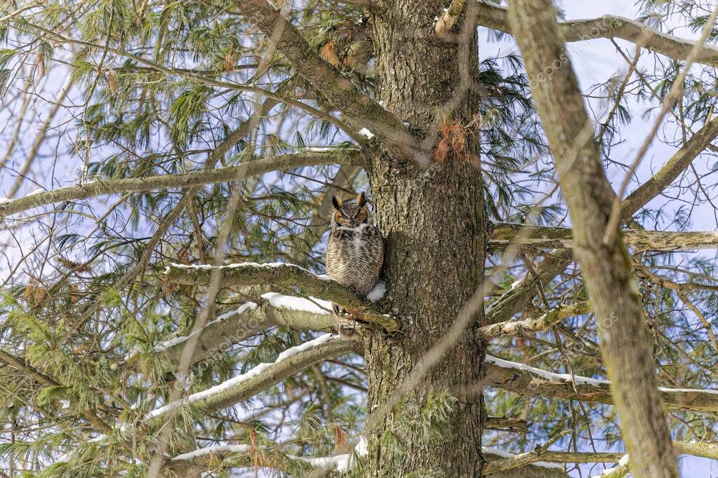 El gran búho de cuernos (Bubo virginianus) escondido en las coronas de ...