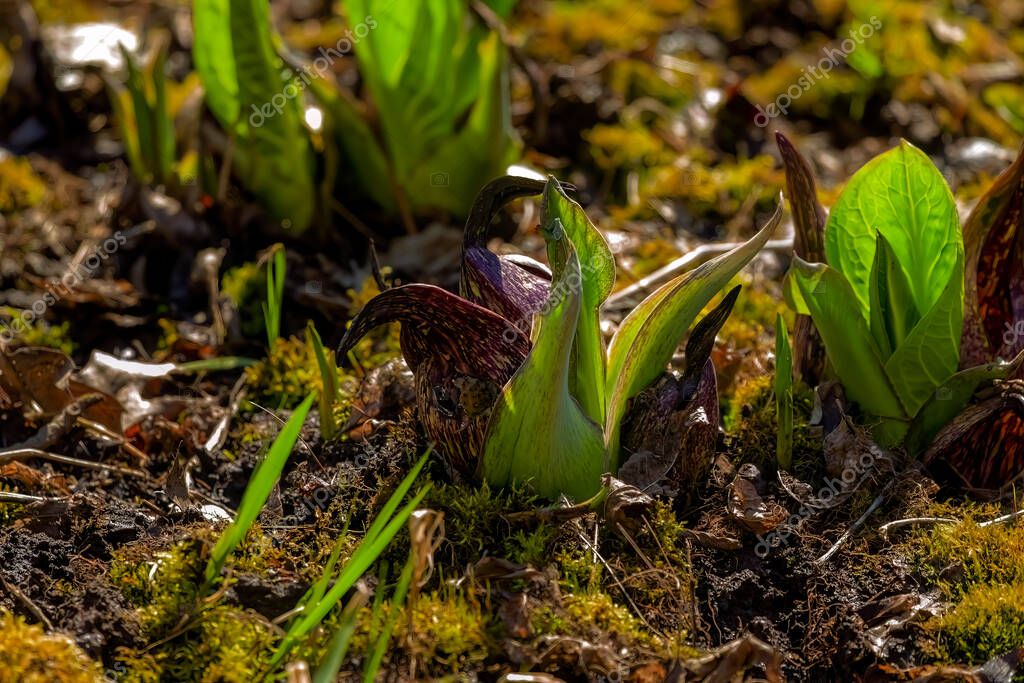 La col zorrillo (Symplocarpus foetidus) es una de las primeras plantas ...