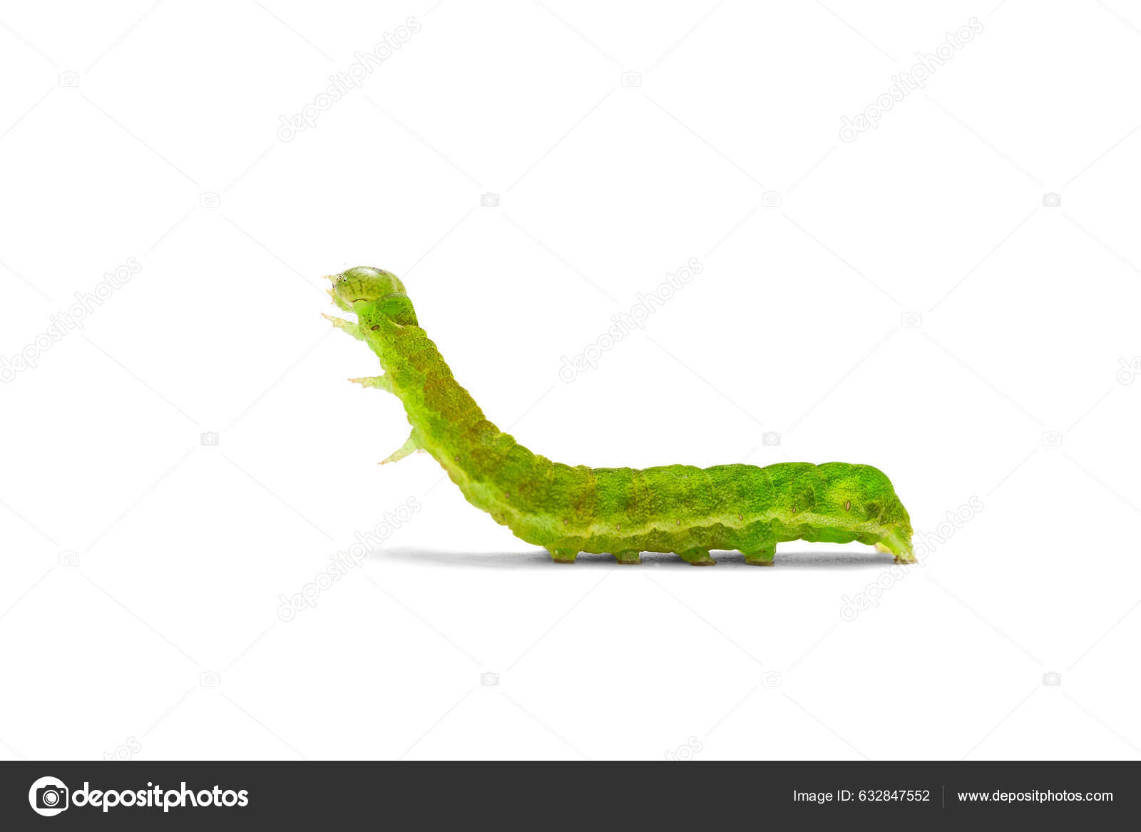 Green Caterpillar White Background — Stock Photo © wabeno #632847552