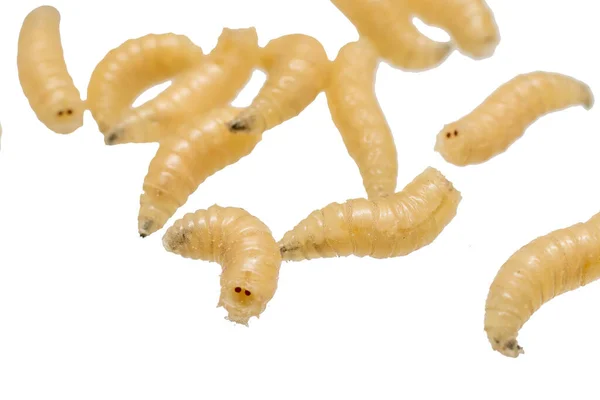 Larvas fotos de stock, imágenes de Larvas sin royalties | Depositphotos