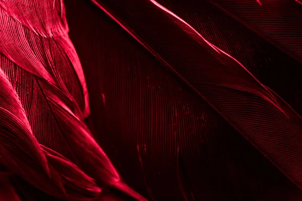 Blood feather Stock Photos, Royalty Free Blood feather Images ...