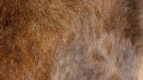 50 natural and hairy Stock Photos, Royalty Free 50 natural and hairy ...