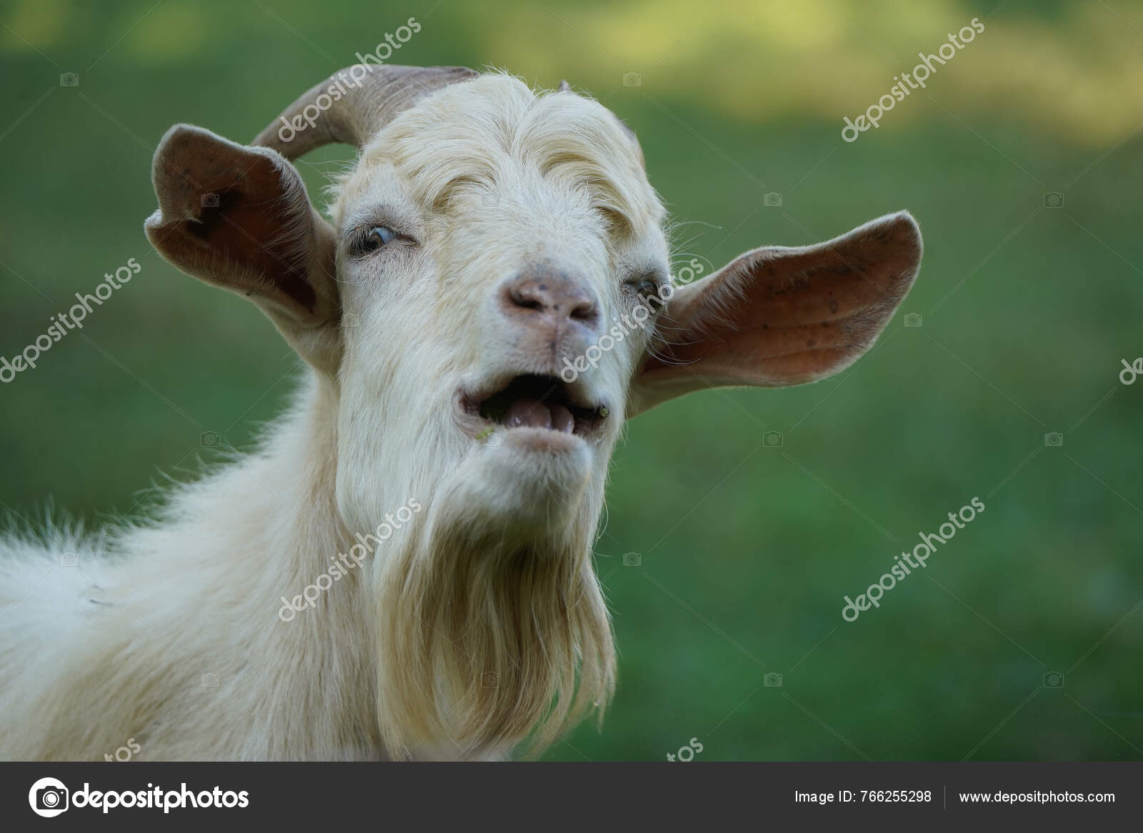 White Billy Goat Magnificent Goatee Horns Looks Viewer Seems Billy ...