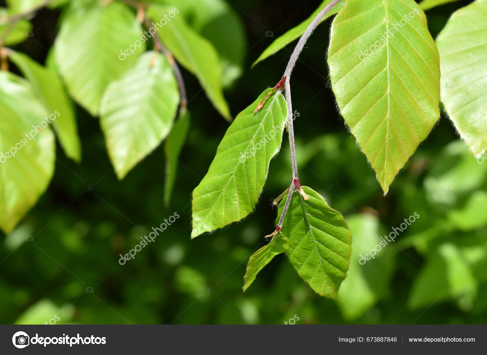 Young Leaves Beech Tree Fagus Green Branch Leaves Close View — Stock ...