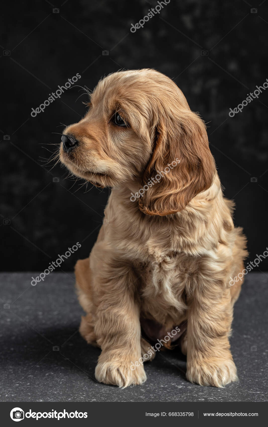 Small Cocker Spaniel Puppies