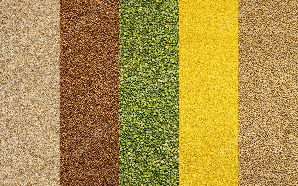 Banner de cereales varios granos, vista superior, sémola de cebada y ...