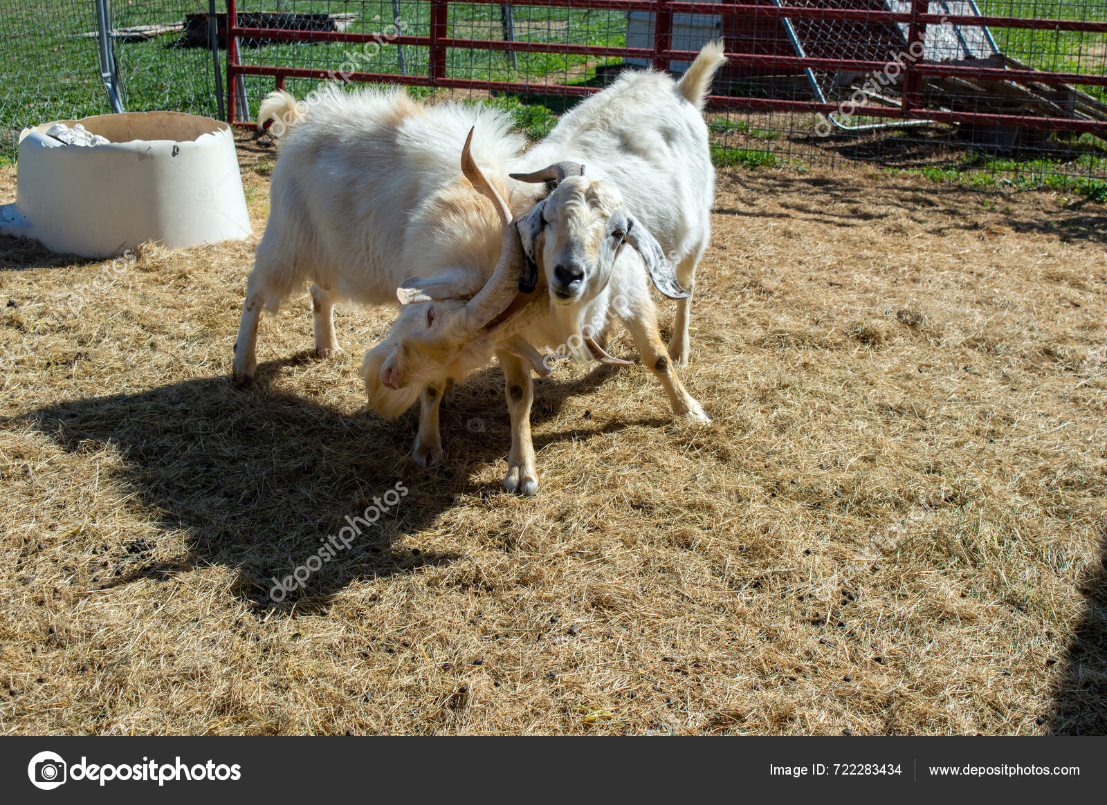 Two Boats War Each Other Effort Win Power Struggle Dominance — Stock ...
