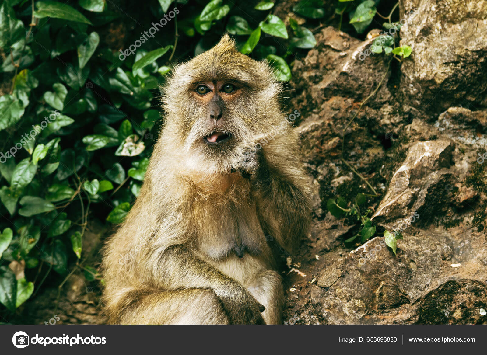 Macaque Monkey Habitat