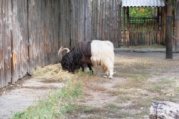 Goat hay feeder Stock Photos, Royalty Free Goat hay feeder Images ...