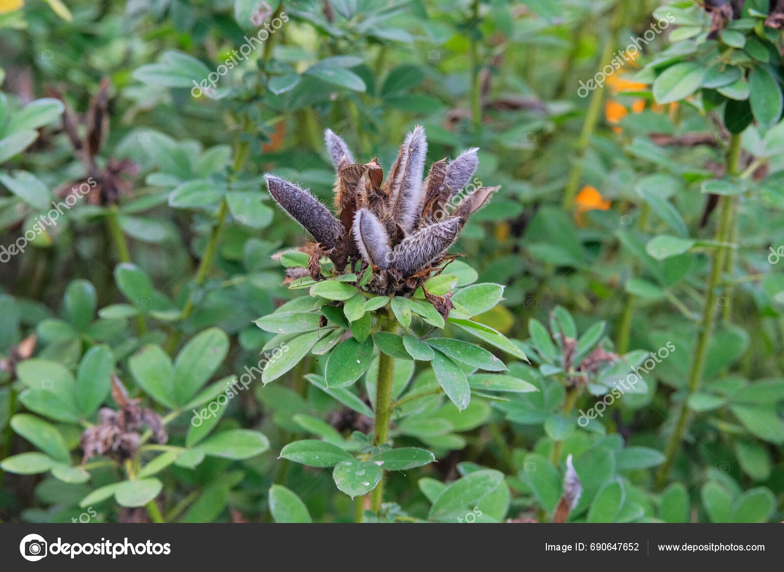 Baptisia Plant Pods False Indigo Seed Pods Puffy Oblong Seed Stock ...