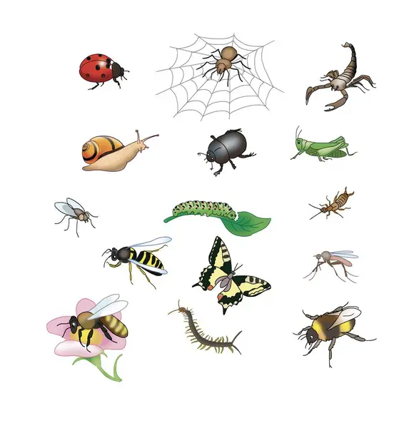 Insect classification Stock Photos, Royalty Free Insect classification ...