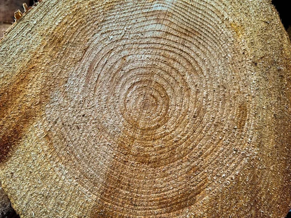 Tree trunk rings Stock Photos, Royalty Free Tree trunk rings Images ...