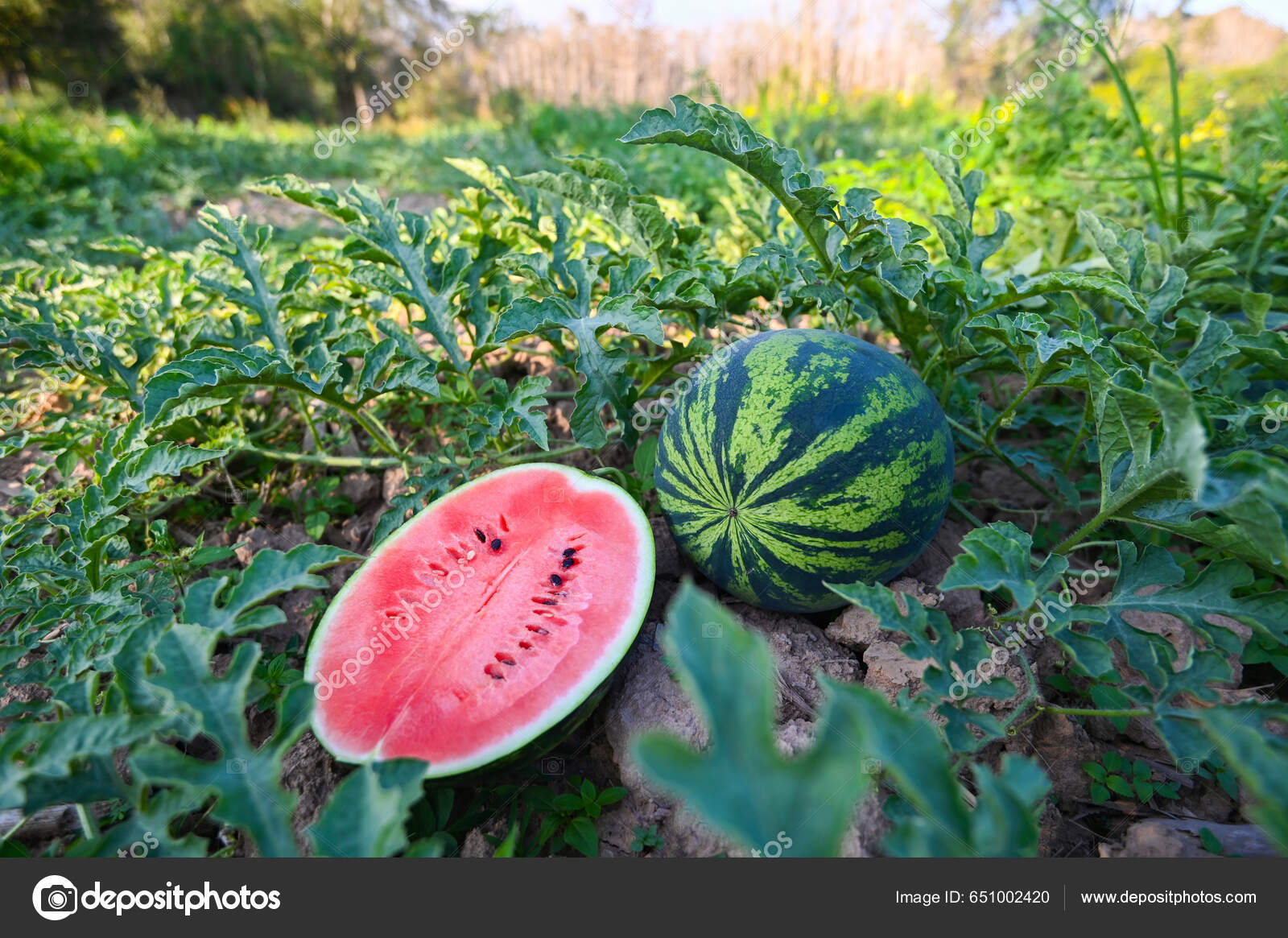 Watermelon Fruit Tree