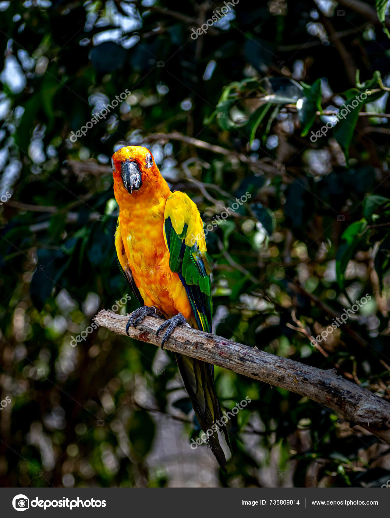Conure Sol También Conocido Como Perico Sol Sentado Una Rama — Foto de ...