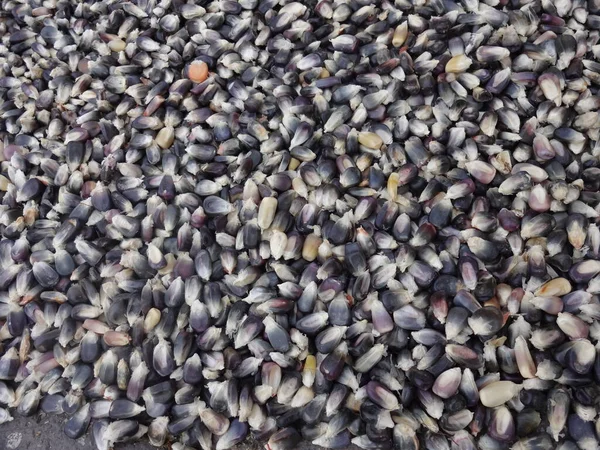 Beach oats Stock Photos, Royalty Free Beach oats Images | Depositphotos