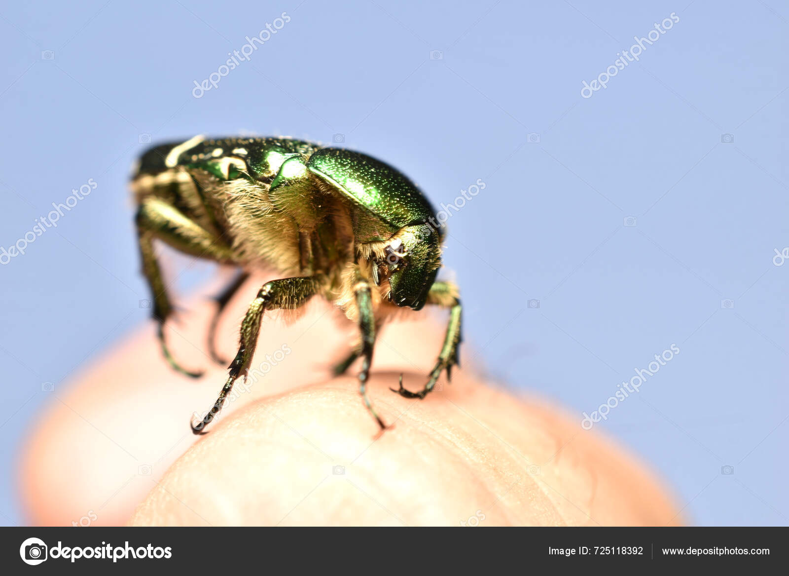 Green Colored Golden Bronze Beetle Sits Human Finger Side View — Stock ...