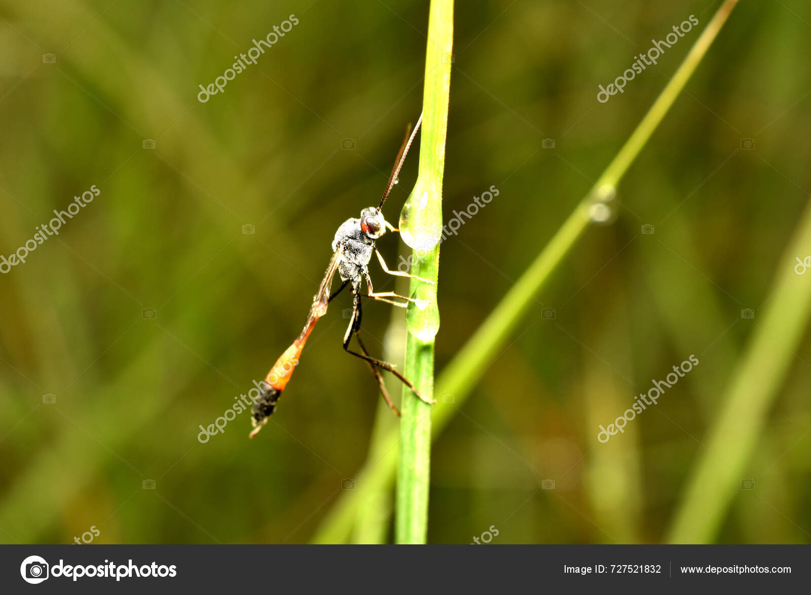 Wasp Ammophila Sabulosa Prey Paralyzed Caterpillar High Quality Photo ...