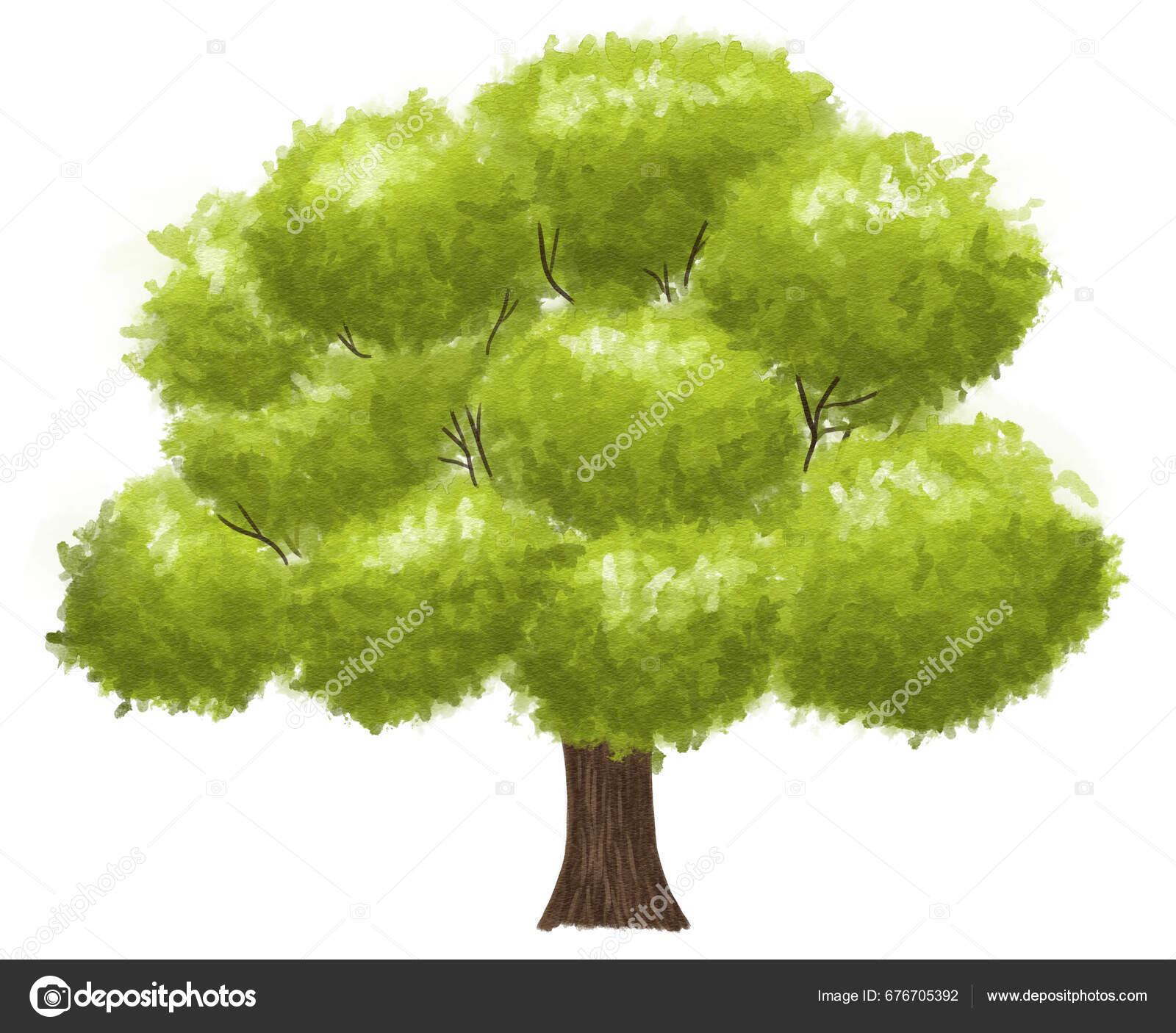 Watercolor Illuastration Hand Painted Green Tree White Background ...