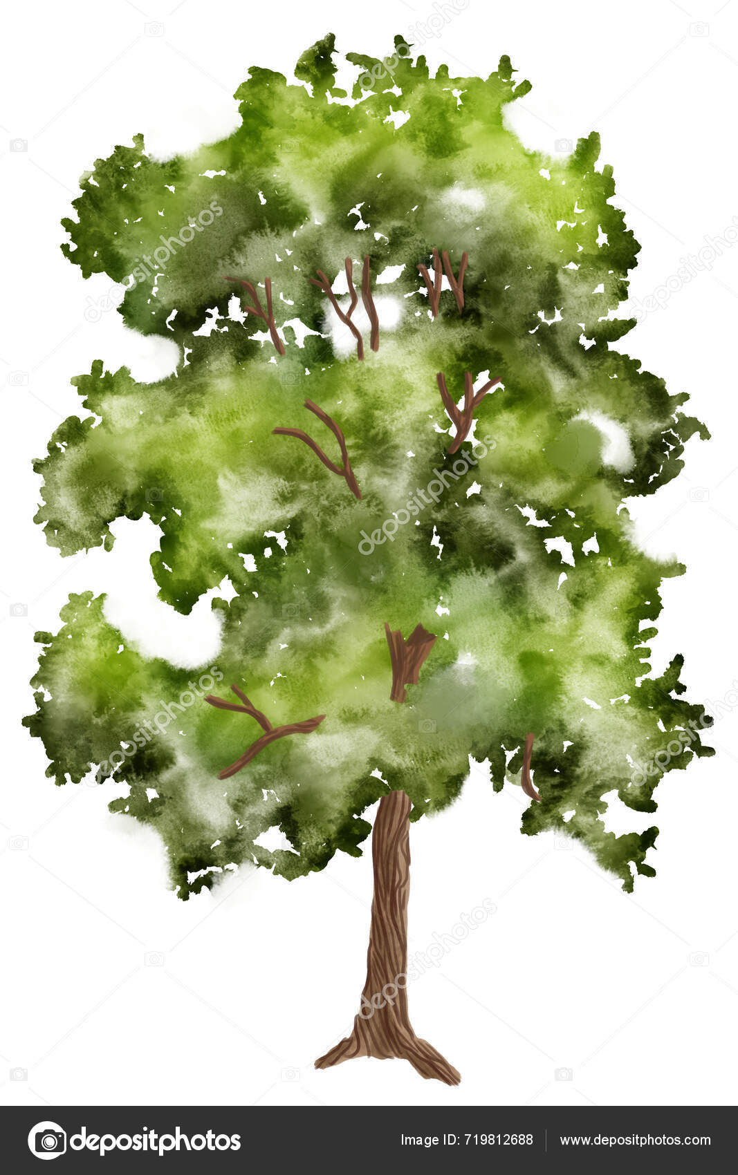 Watercolor Illuastration Hand Painted Green Tree White Background ...