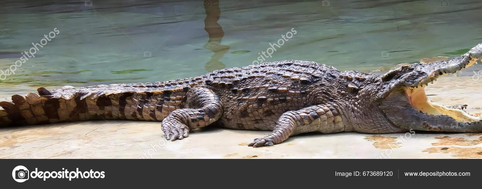 Photography Crocodile Laying Ground Its Mouth Open Crocodylus ...