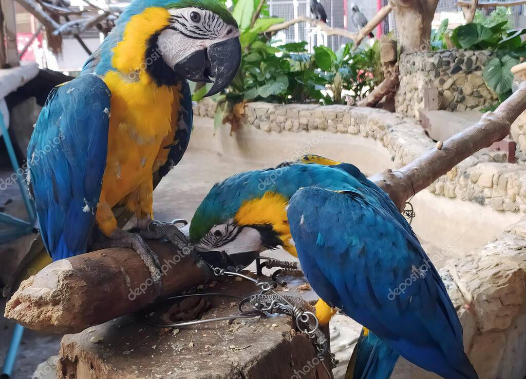 una fotografía de dos loros sentados en una rama en un zoológico, hay ...