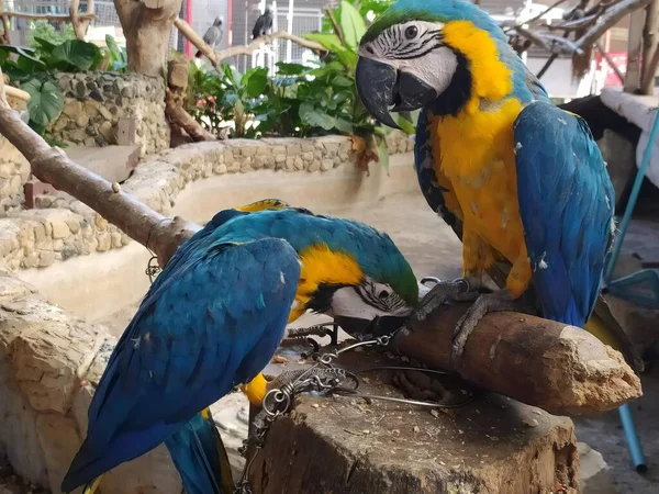 Perroquets de mer images libres de droit, photos de Perroquets de mer ...