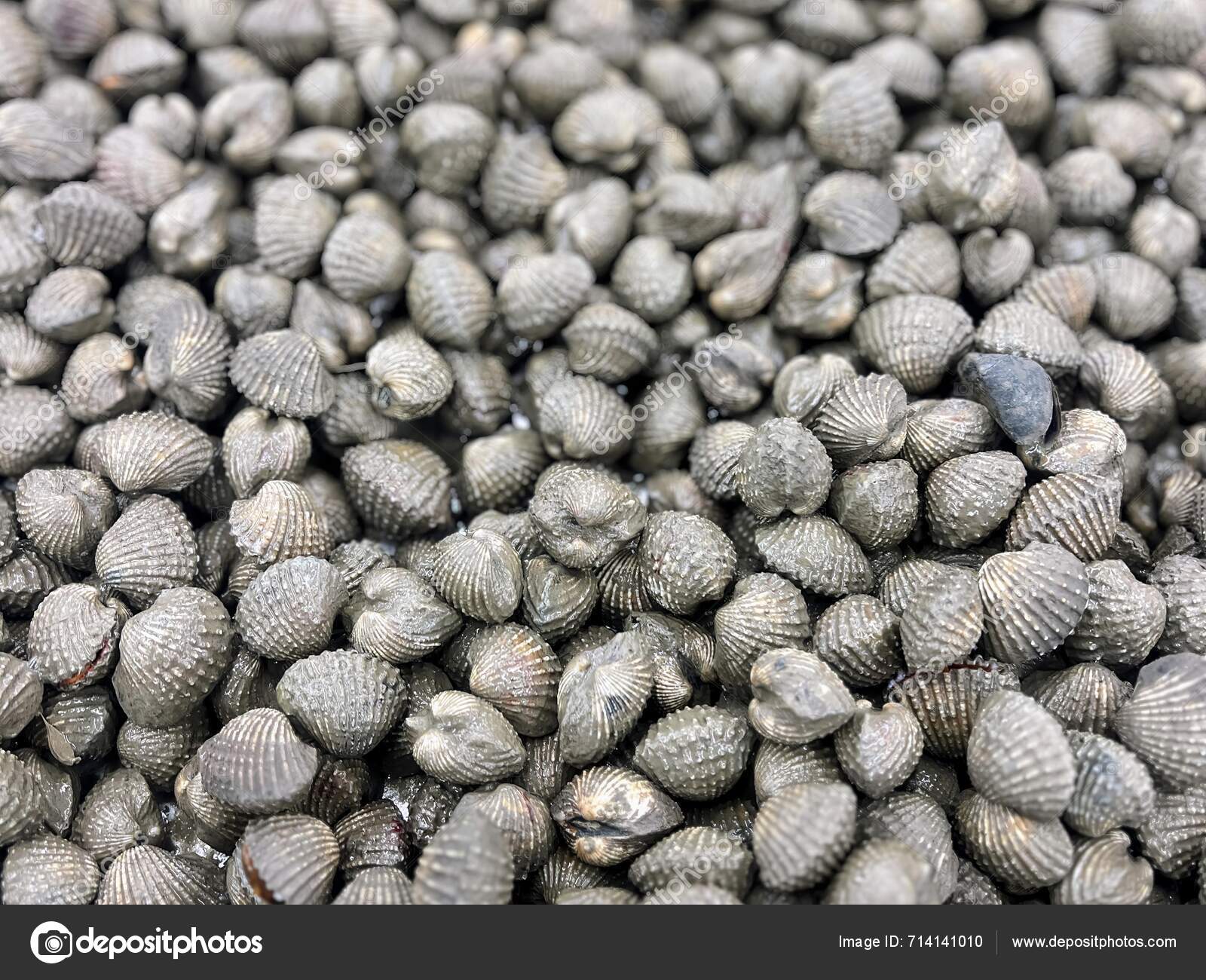 Photography Pile Clams Sitting Top Table — Stock Photo © speedphoto ...