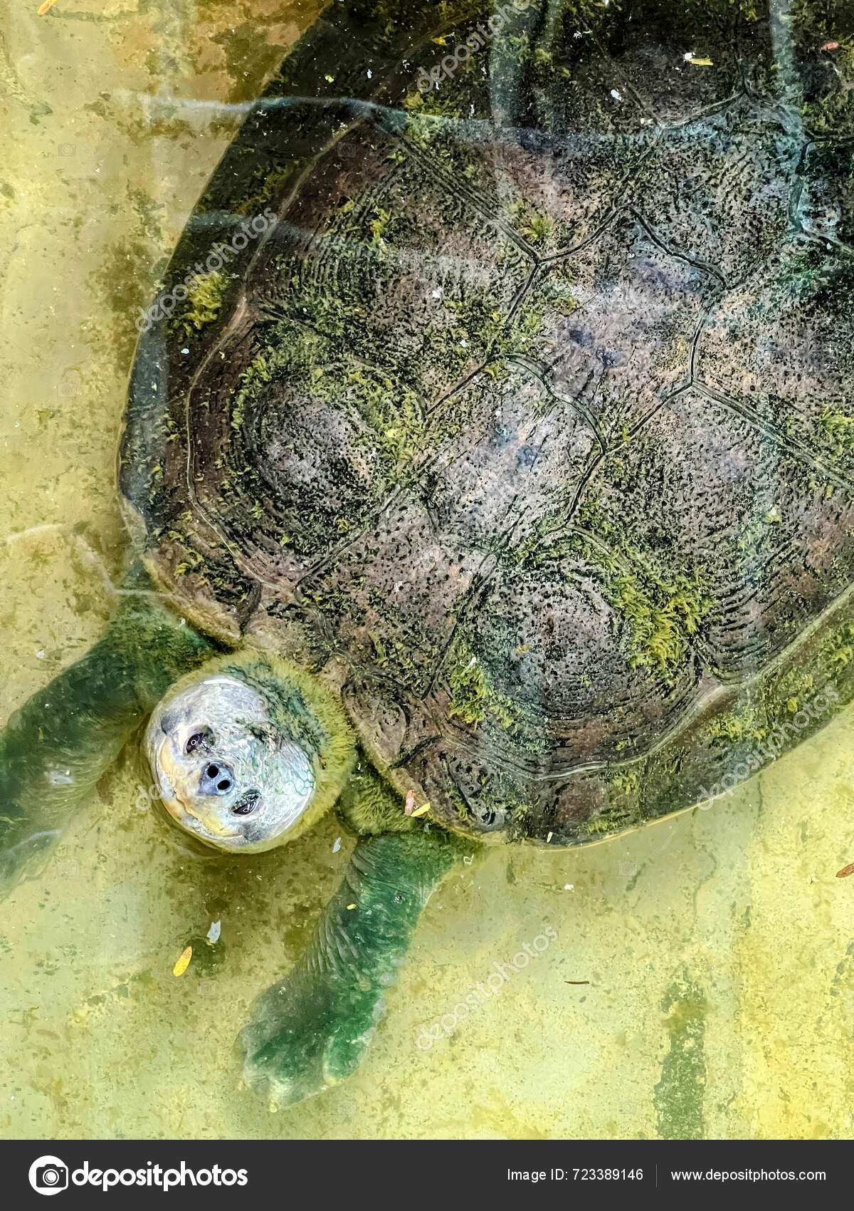 Photography Turtle Pool Water Head Sticking Out It's — Stock Photo ...