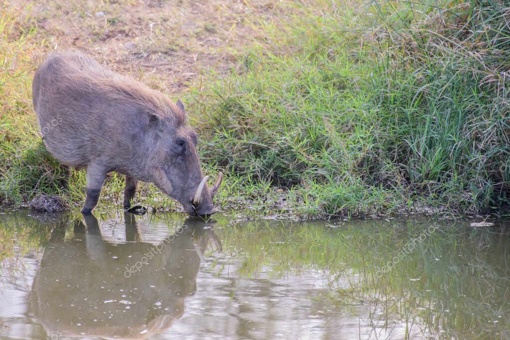 El jabalí común es una especie de tamaño mediano, con una longitud de ...