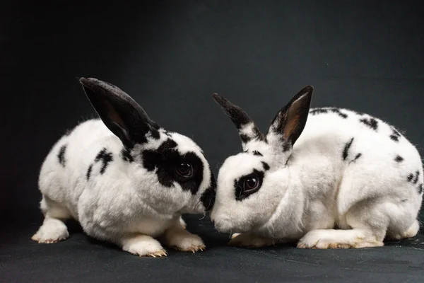 Mini conejos rex en blanco y negro, aislados sobre fondo negro 2024