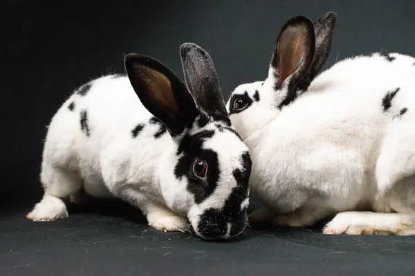 Mini conejos rex en blanco y negro, aislados sobre fondo negro 2024