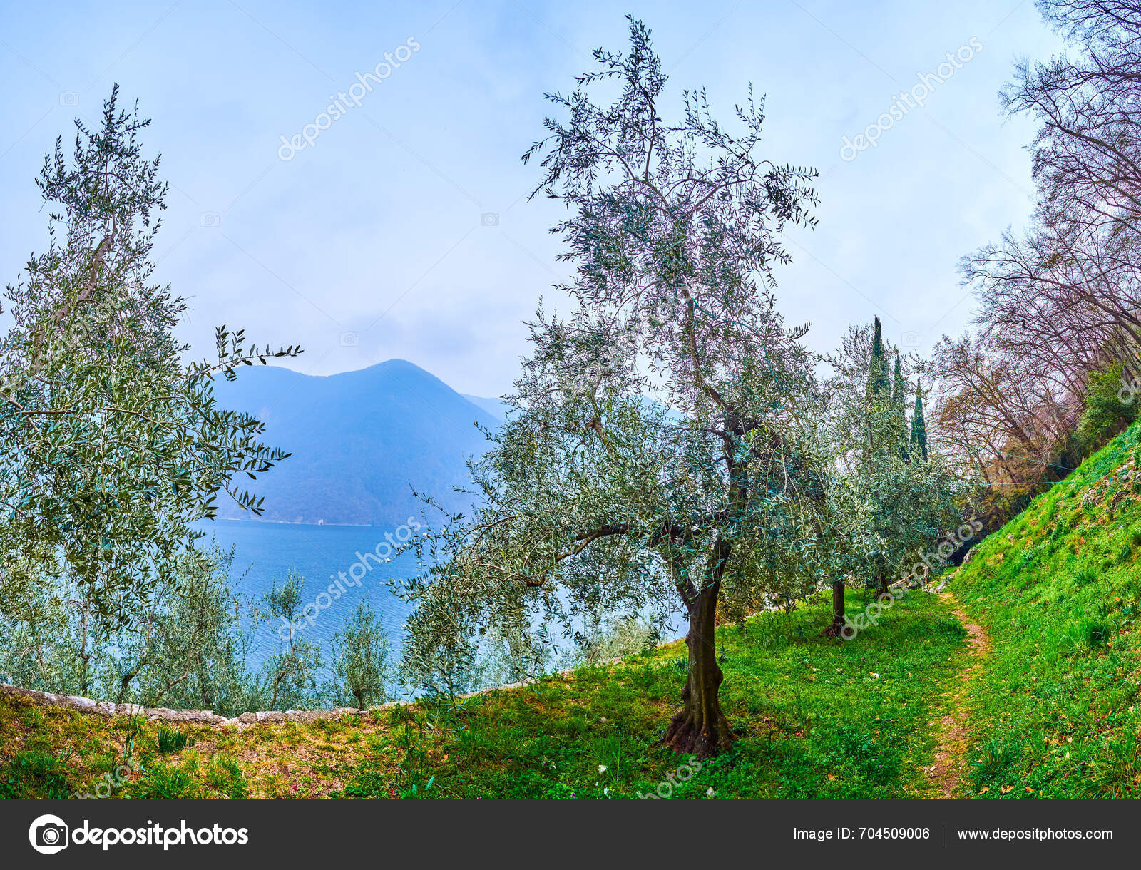 Olive Tree Garden Cascading Slope Gandria Village Lake Lugano ...