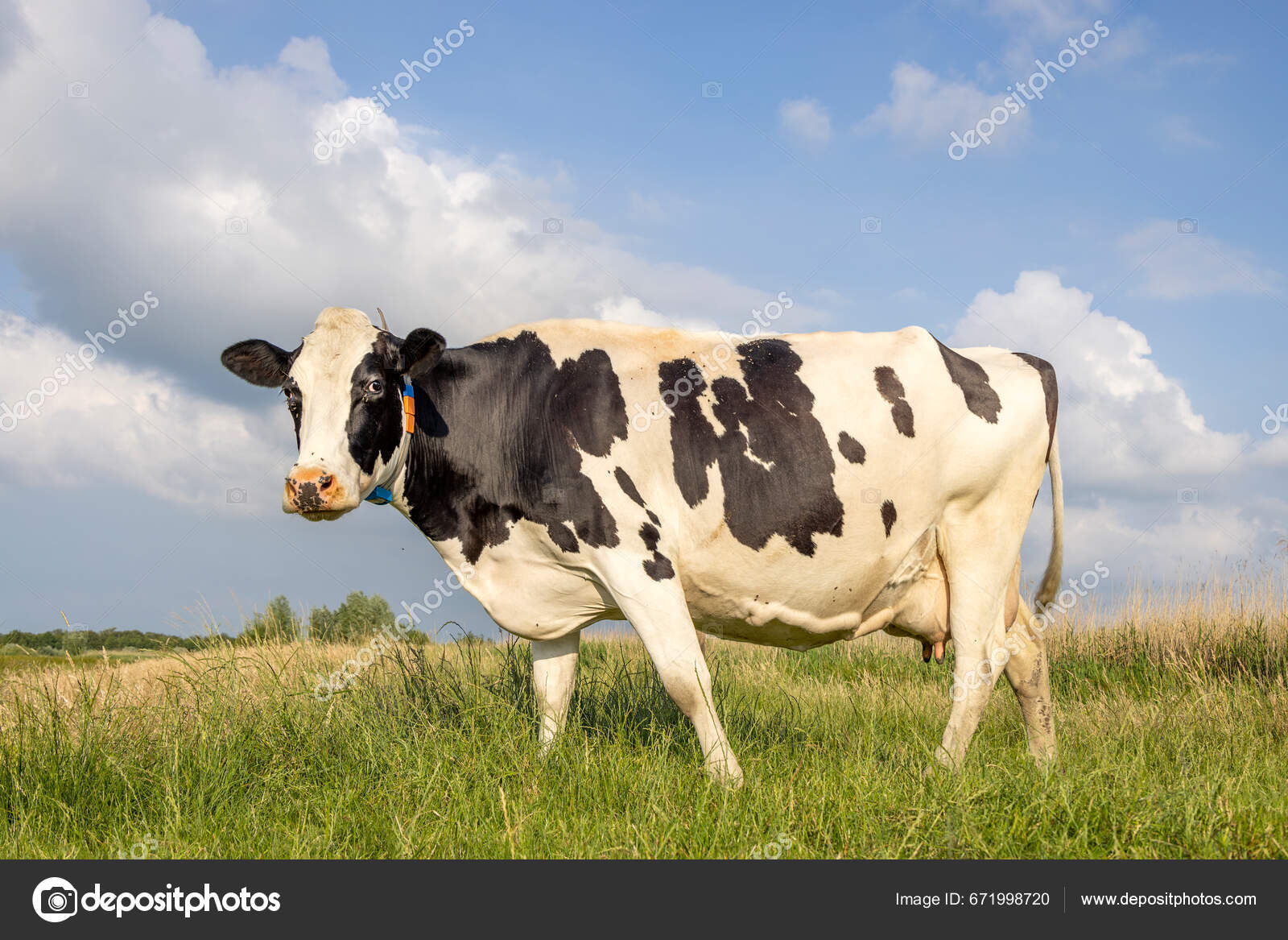 One Cow Field Black White Standing Milk Cattle Blue Sky — Stock Photo ...