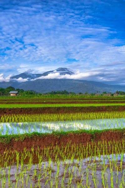Philippines rice field Stock Photos, Royalty Free Philippines rice ...