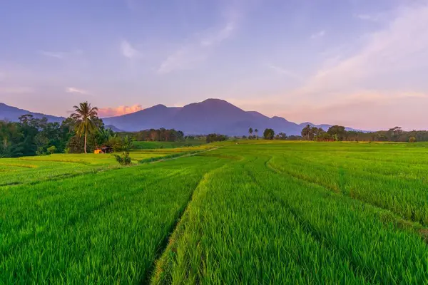 Rice fields indonesia Stock Photos, Royalty Free Rice fields indonesia ...