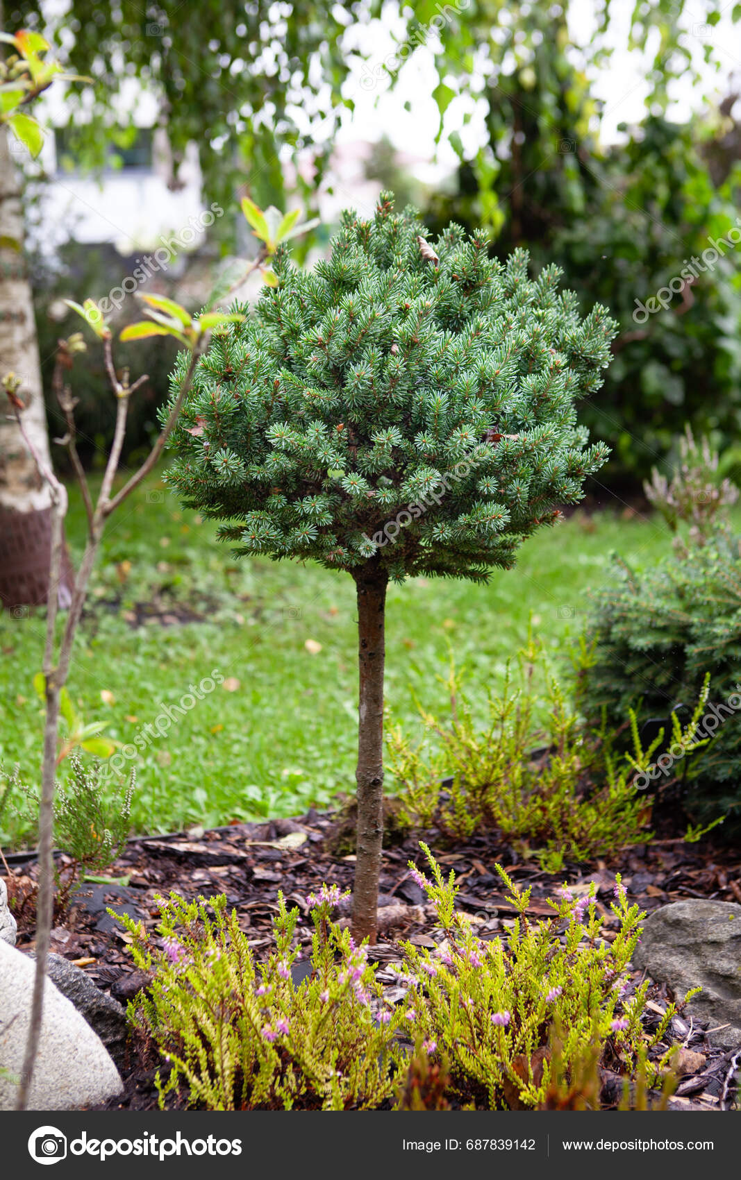 Picea Sitchensis Compact Slow Growing Evergreen Tree Suitable Smaller ...