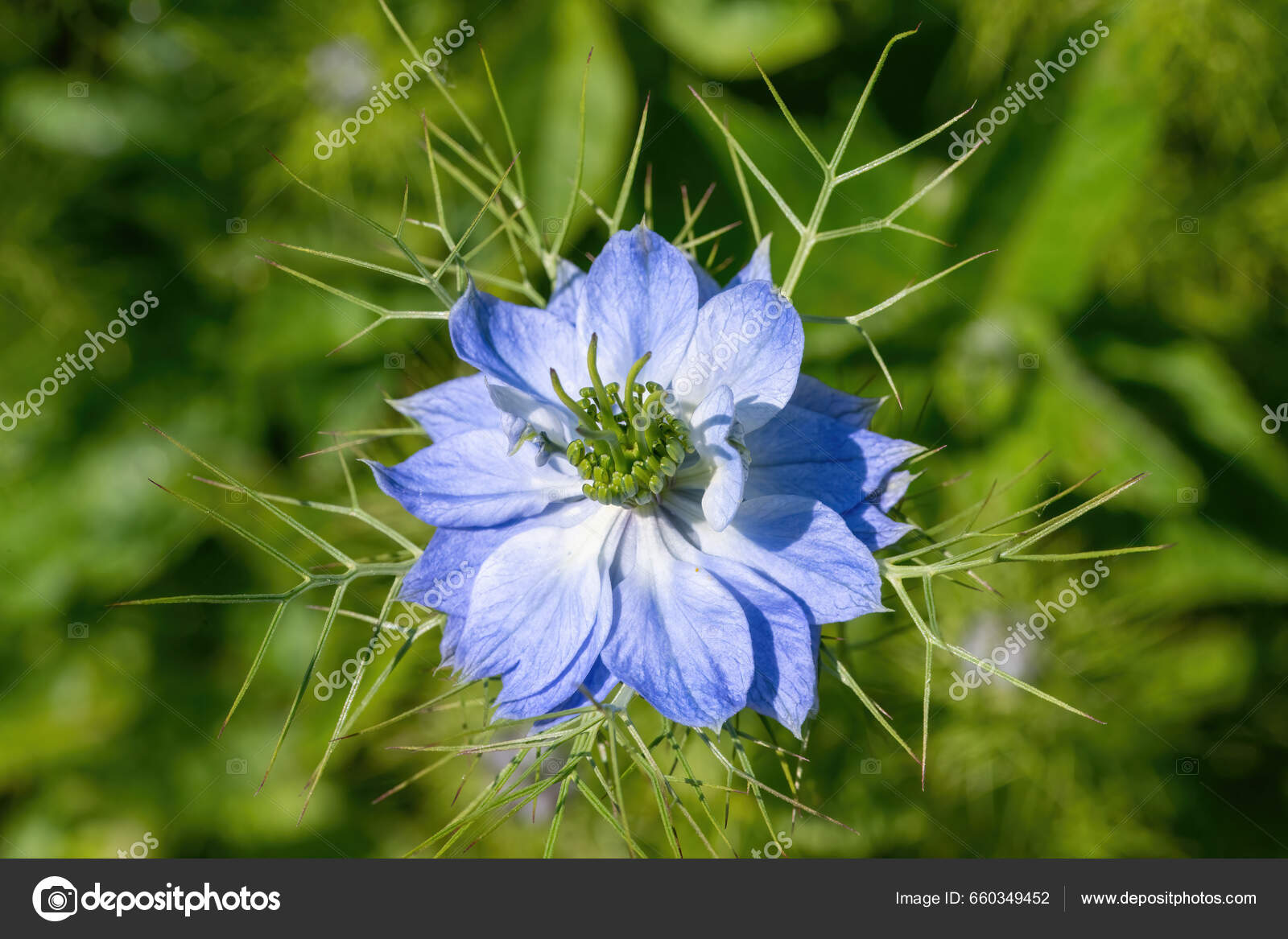 Cumin Flower