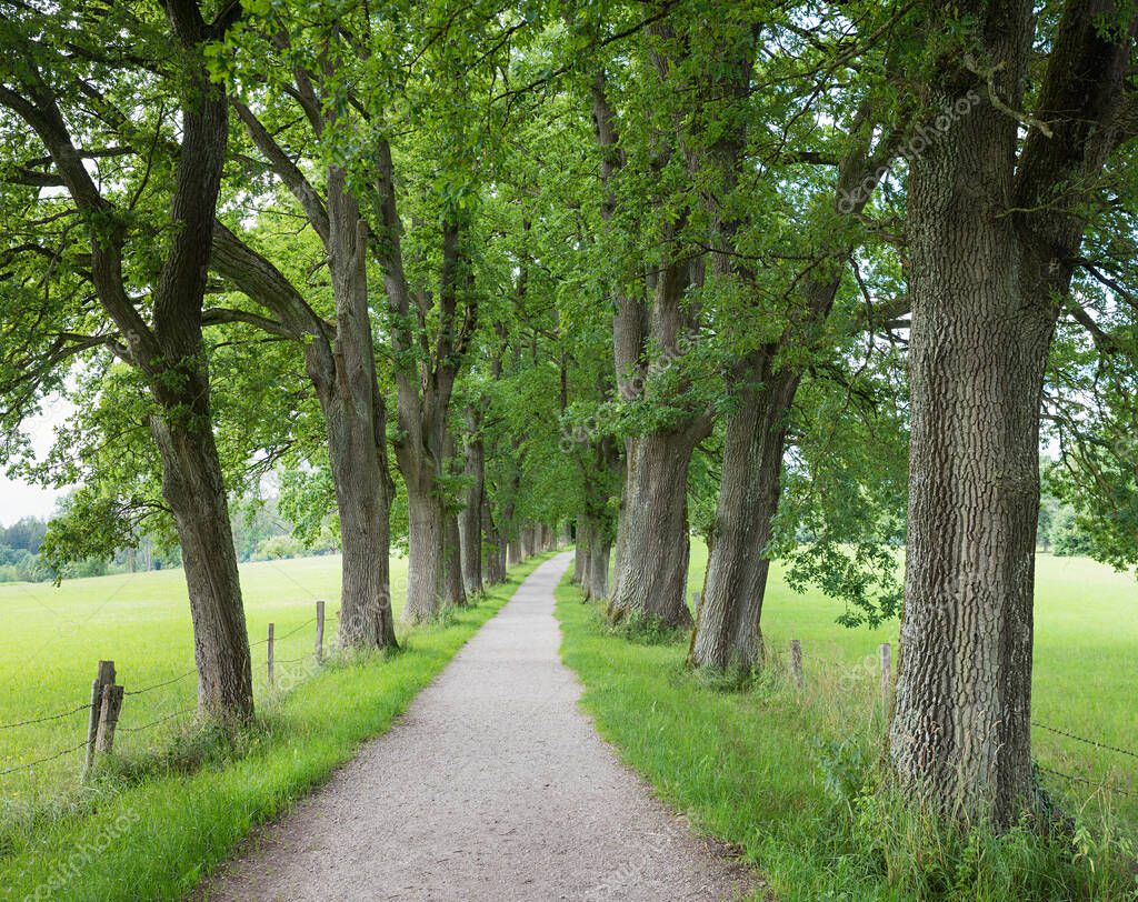 walkway through green oak tree alley to lookout tower Aussichtsturm ...