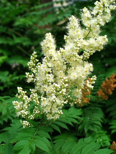 White sumac Stock Photos, Royalty Free White sumac Images | Depositphotos