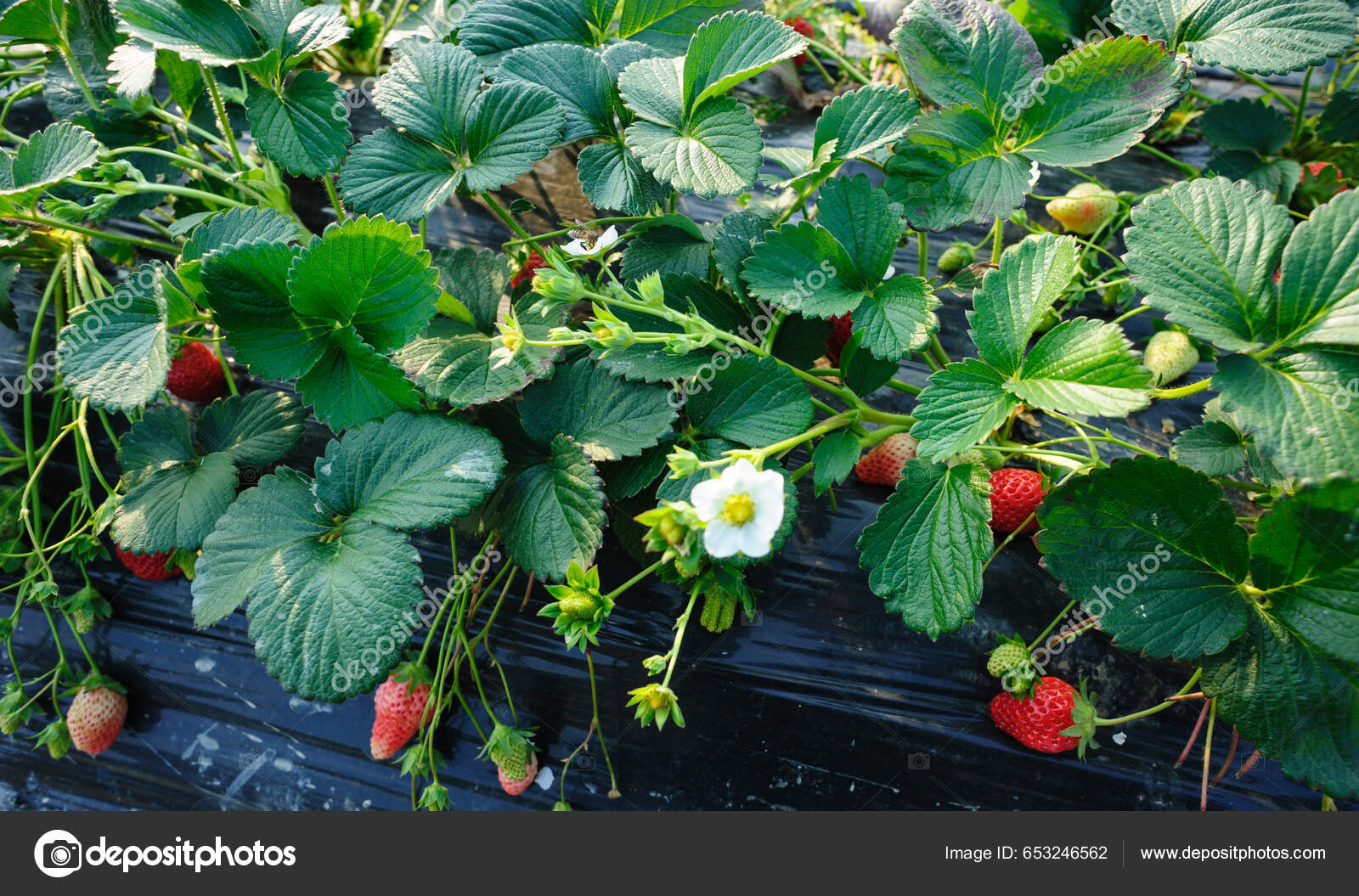 Strawberry Fruits Growth Garden — Stock Photo © lzf #653246562