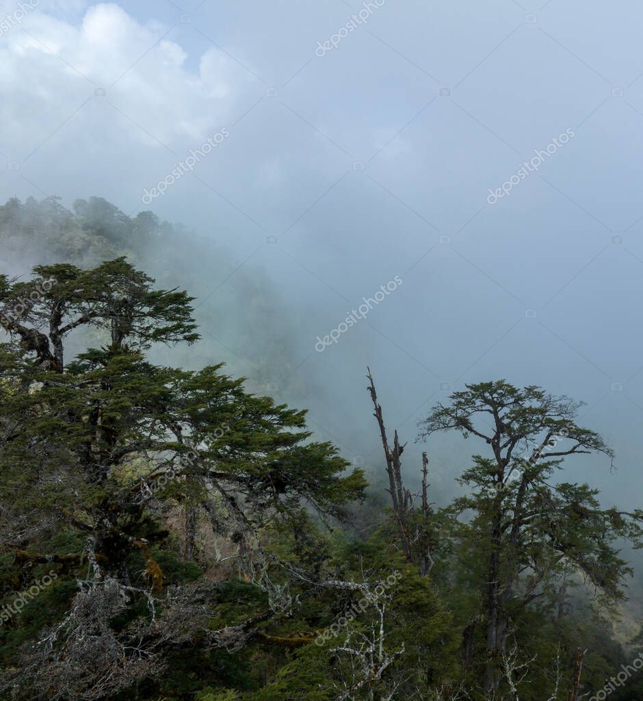 Vista aérea del hermoso paisaje montañoso del bosque de gran altitud en ...