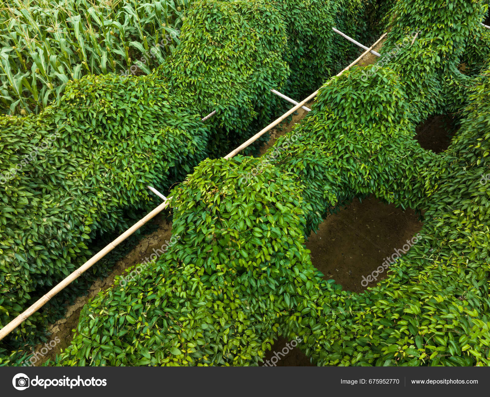 Green Chinese Yam Plants Growth Farm Stock Photo by ©lzf 675952770