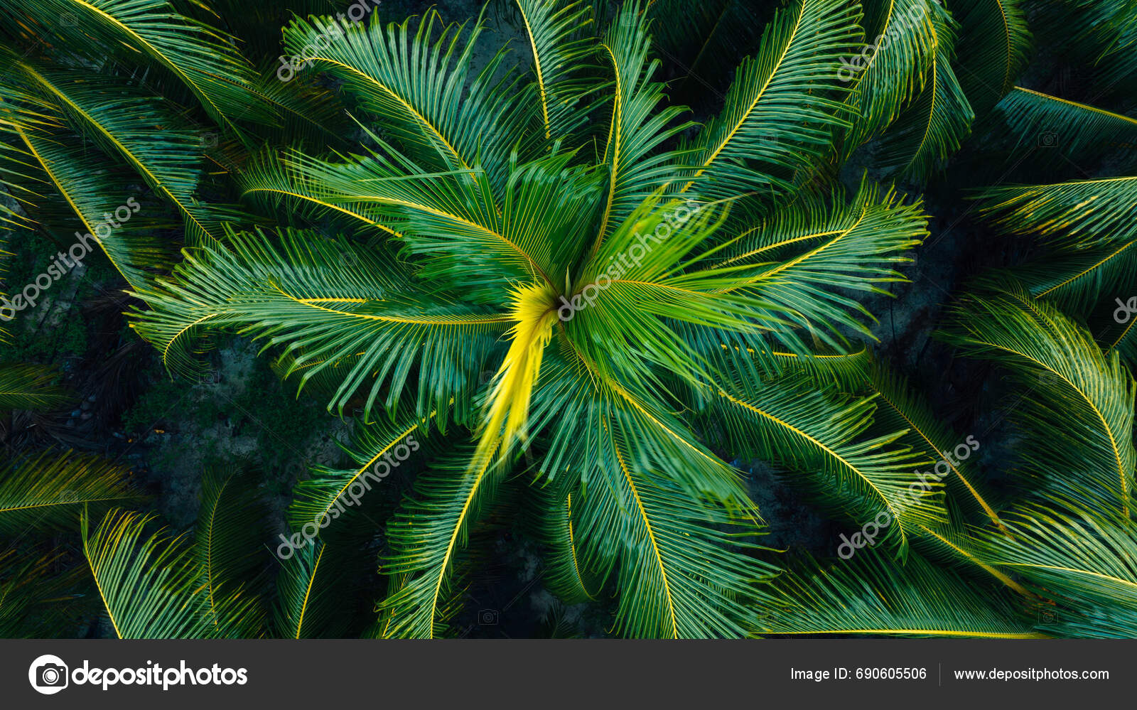 Aerial View King Coconut Trees Farm — Stock Photo © lzf #690605506