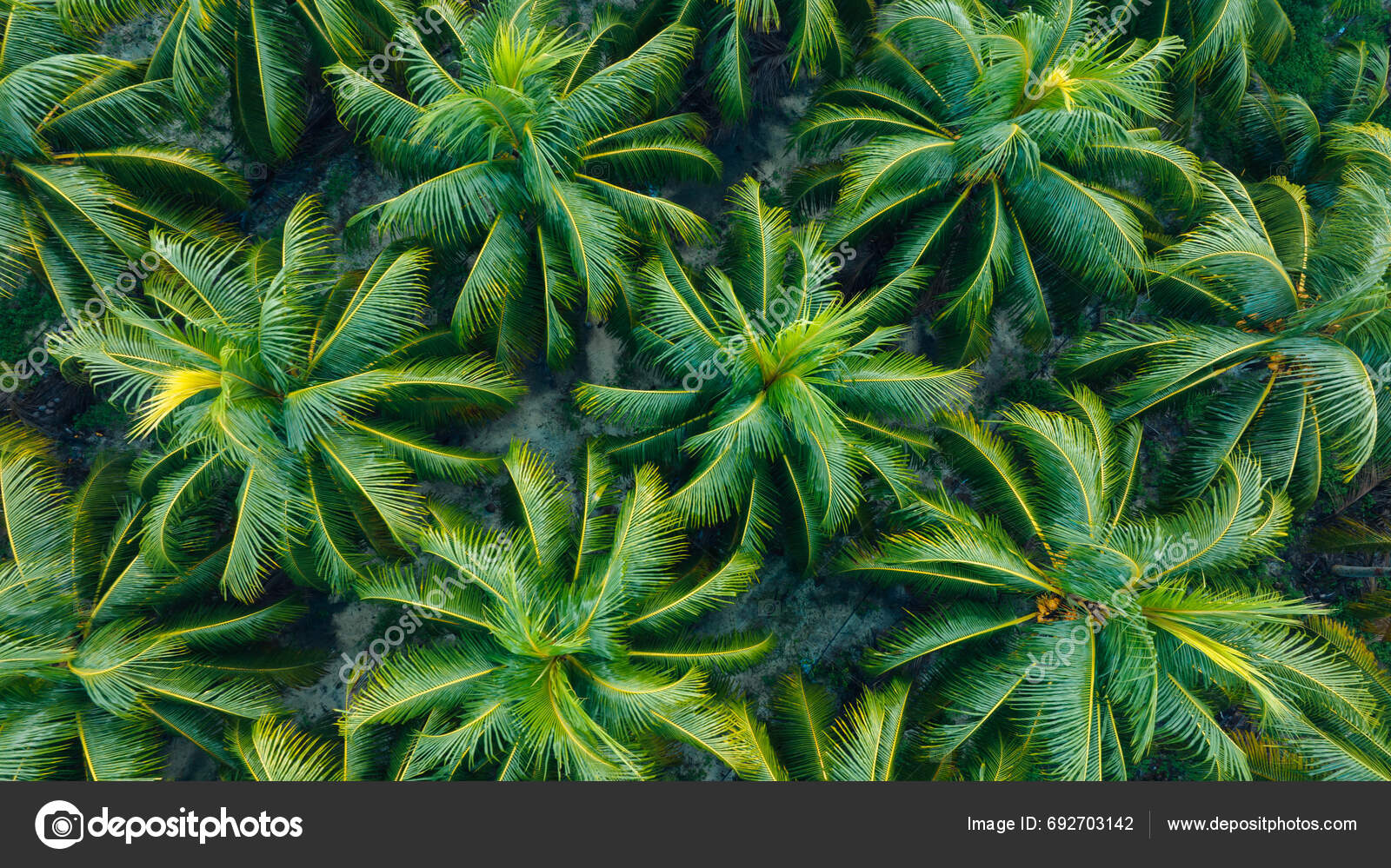 Aerial View King Coconut Trees Farm — Stock Photo © lzf #692703142