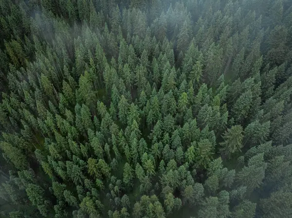 Forest manipulation Stock Photos, Royalty Free Forest manipulation ...