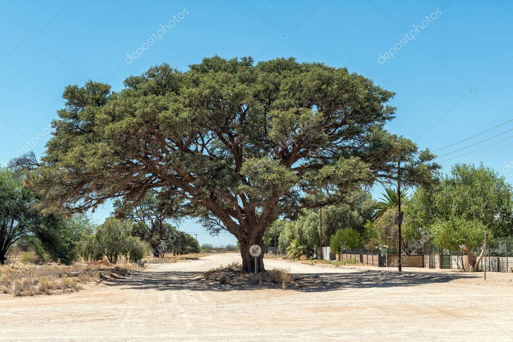 Un árbol de espino camello en medio de una calle en Kenhardt. Las ...