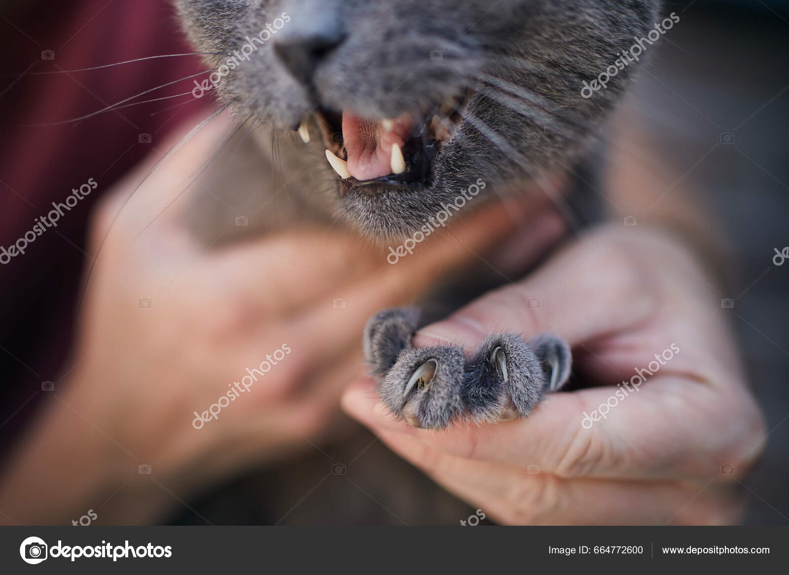 Sharp Claws Animals