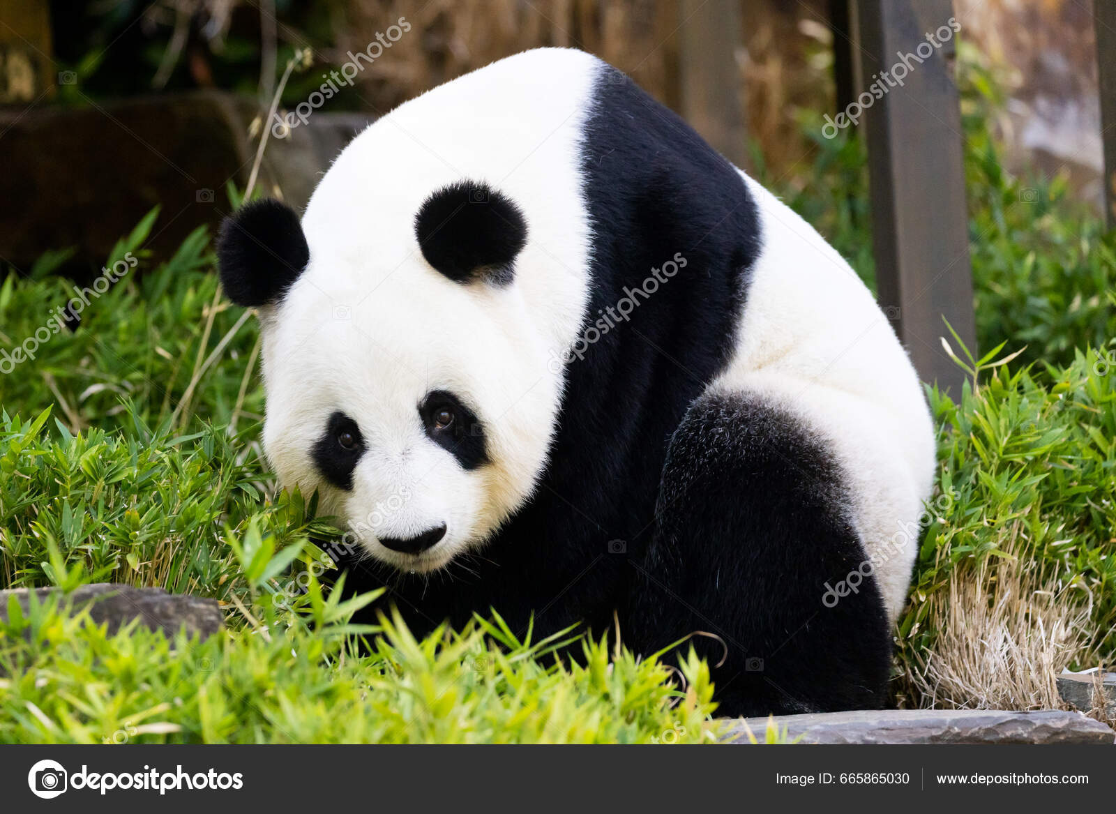 Giant Panda Zoo Environment Australia — Stock Photo © filedimage #665865030