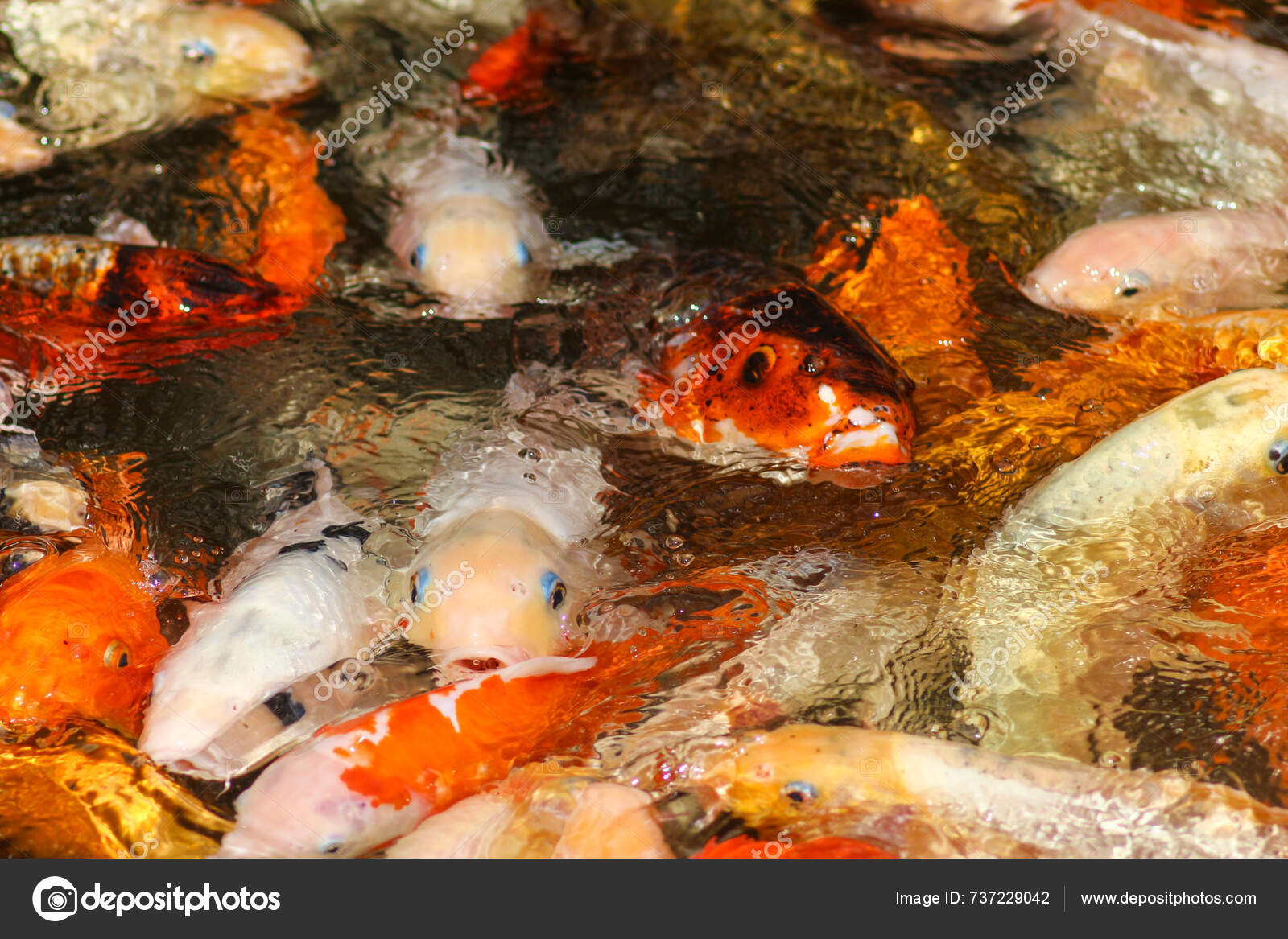 Koi Carp Fish Japanese Garden Pond — Stock Photo © telearlens #737229042